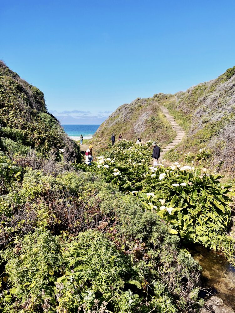 Calla Lily Valley em Big Sur: Localização, Estação da Bloom, + outras ...